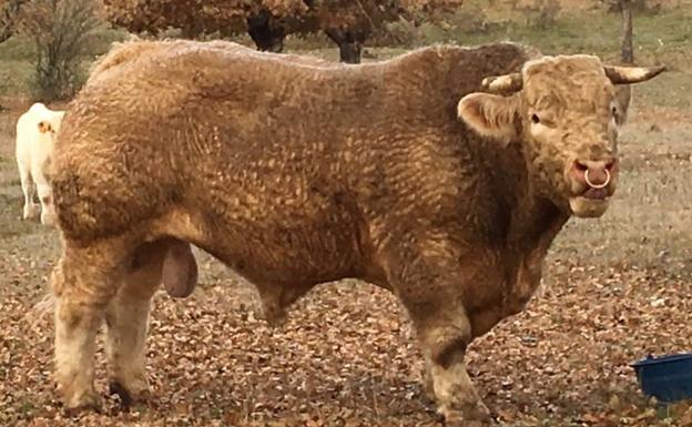 Los genes del toro semental 'Hortensia' viajan a México | El Norte de ...
