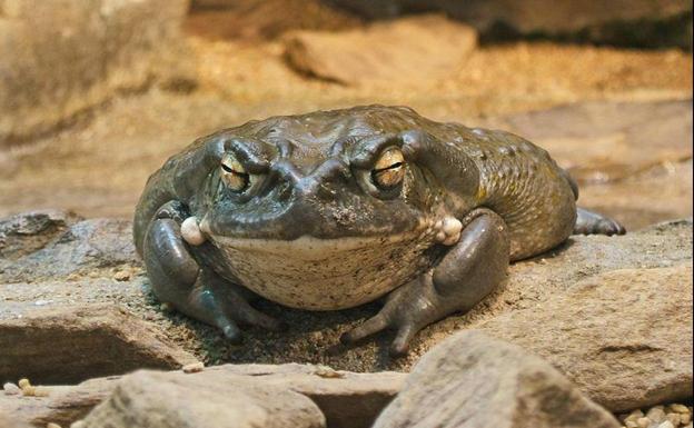 ¿Qué es el rito del sapo Bufo Alvarius? | El Norte de Castilla