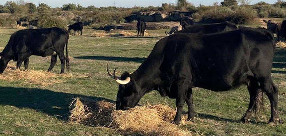 La apuesta por la morucha variedad negra, una edición limitada | El ...