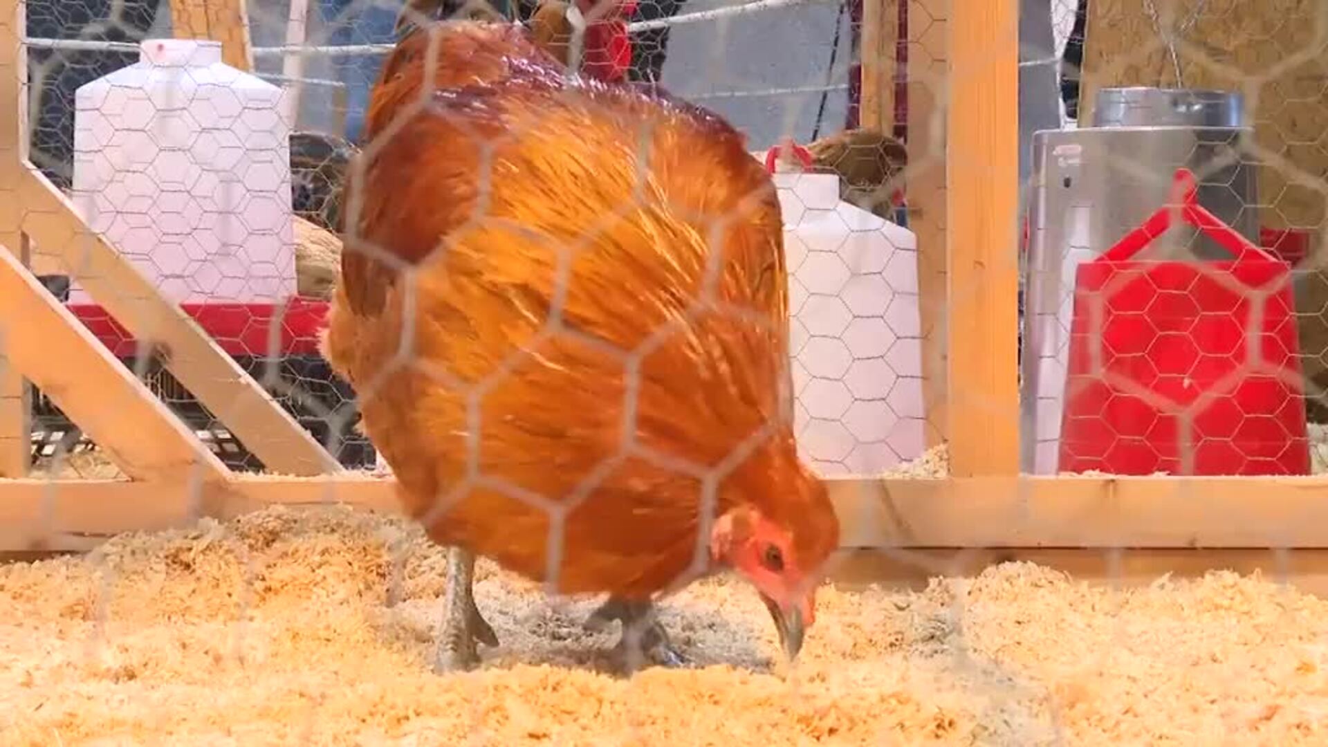 Colas en El Prat de Llobregat para conocer al pollo de pata azul | El ...