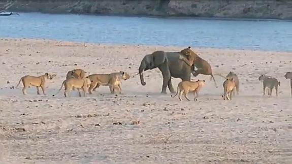 Espectacular batalla entre una cría de elefante y 14 leonas | El Norte ...