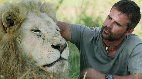 Devuelven sus colmillos a un león albino que los había perdido | El ...